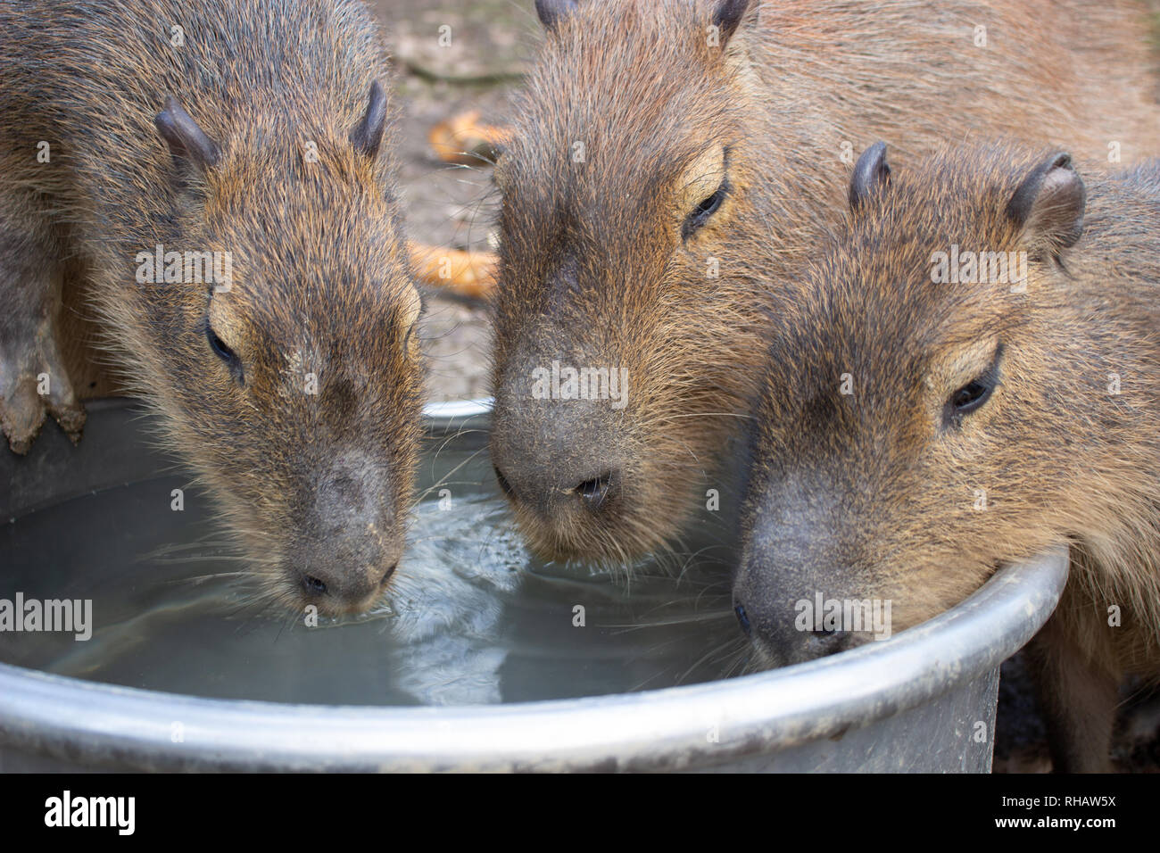 Trio of Capybara drink from a trough Stock Photo - Alamy