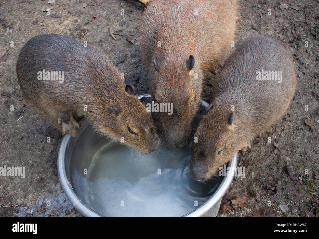 Trio of Capybara drink from a trough Stock Photo - Alamy
