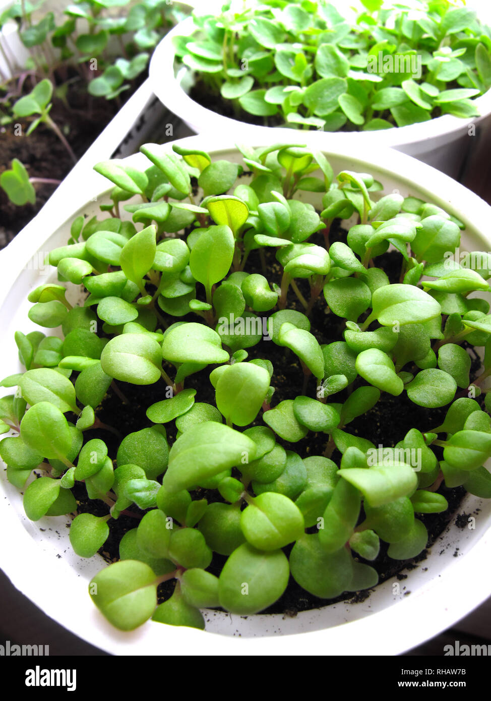 green seedlings in white pots Stock Photo - Alamy