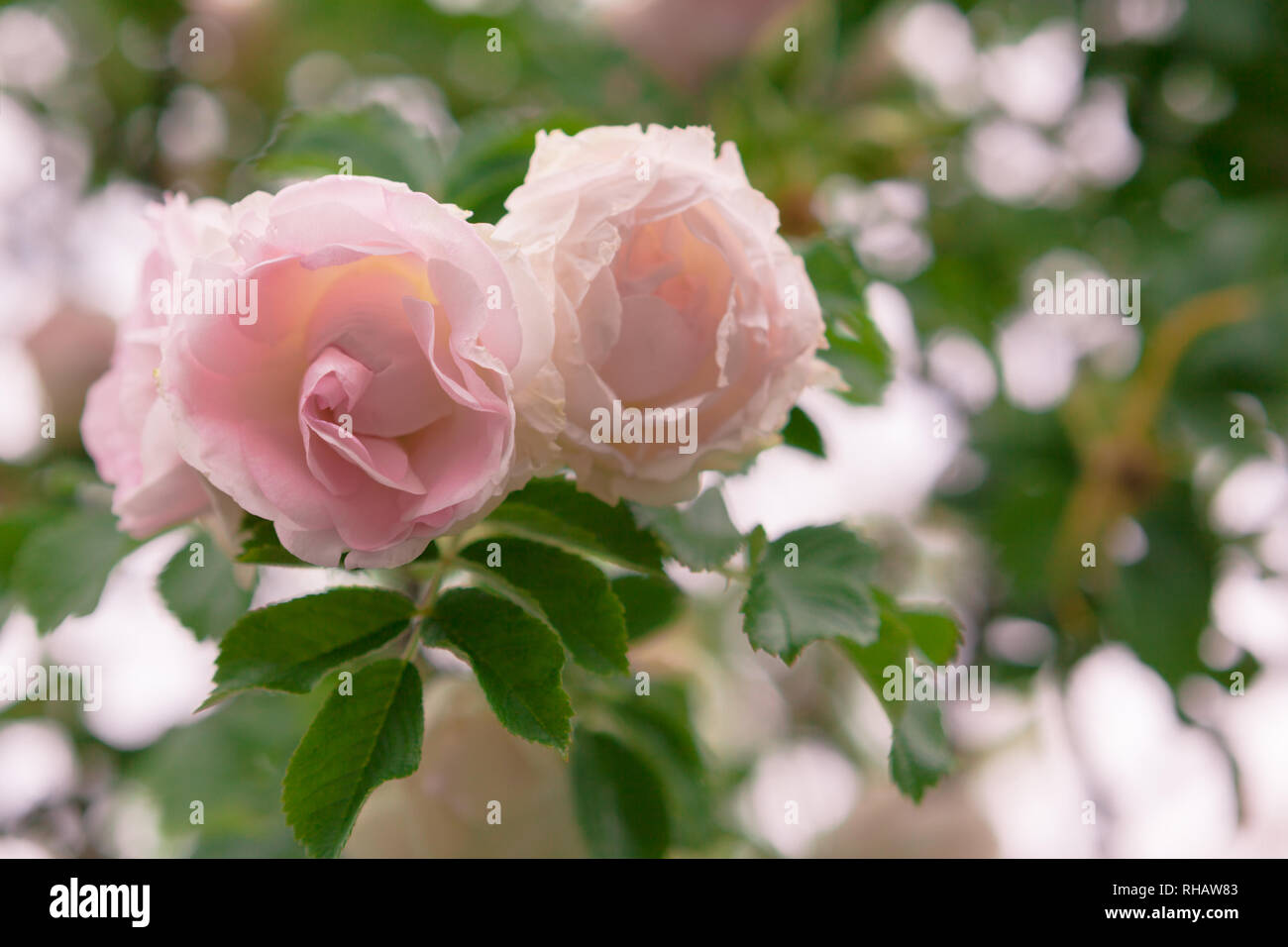 Bokeh background with pink roses blossom Stock Photo - Alamy