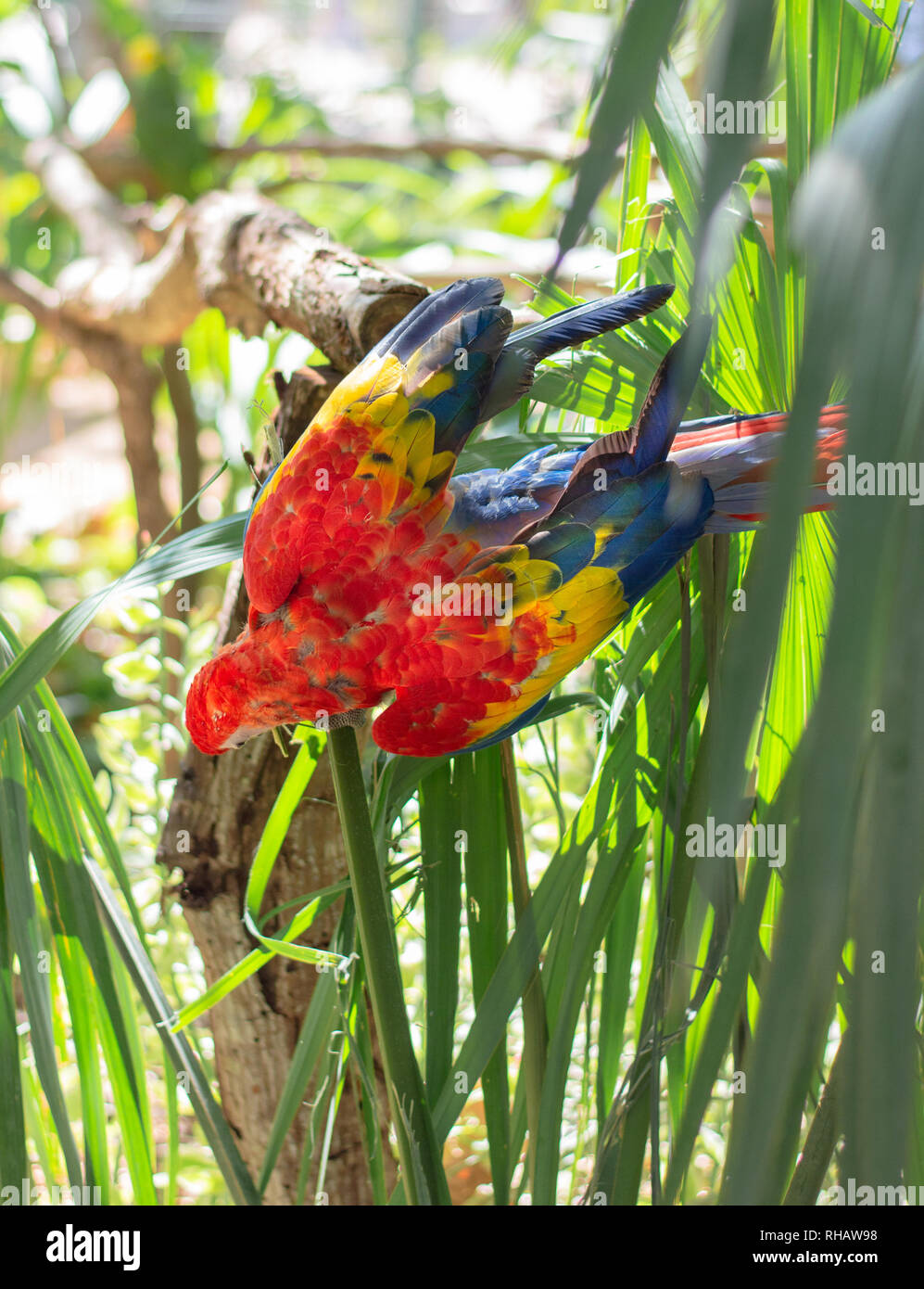 Scarlet macaw upside down, Yucatan, Mexico Stock Photo - Alamy