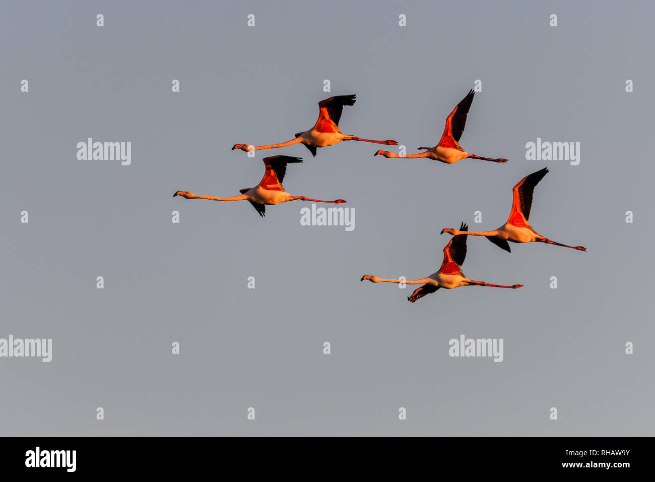 A flock of flamingos flying ( in flight Stock Photo - Alamy