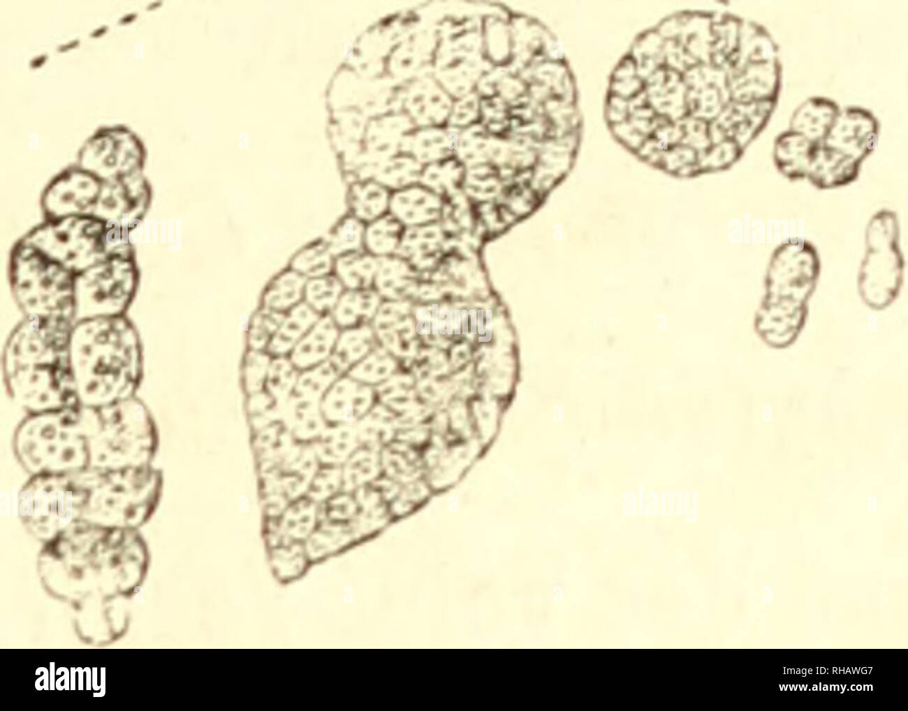 . Botanique cryptogamique pharmaco-mdicale: programme raisonn d'un ...