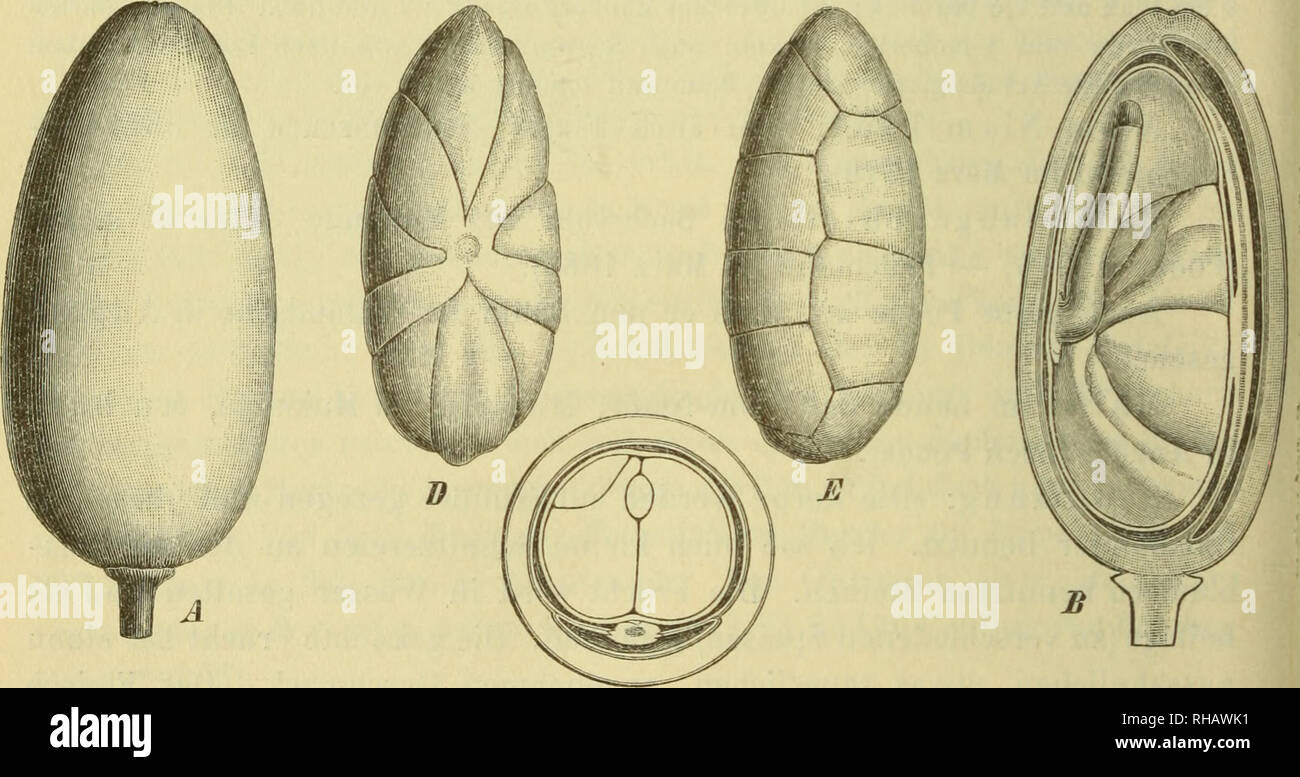 Mesocarpio hi-res stock photography and images - Alamy