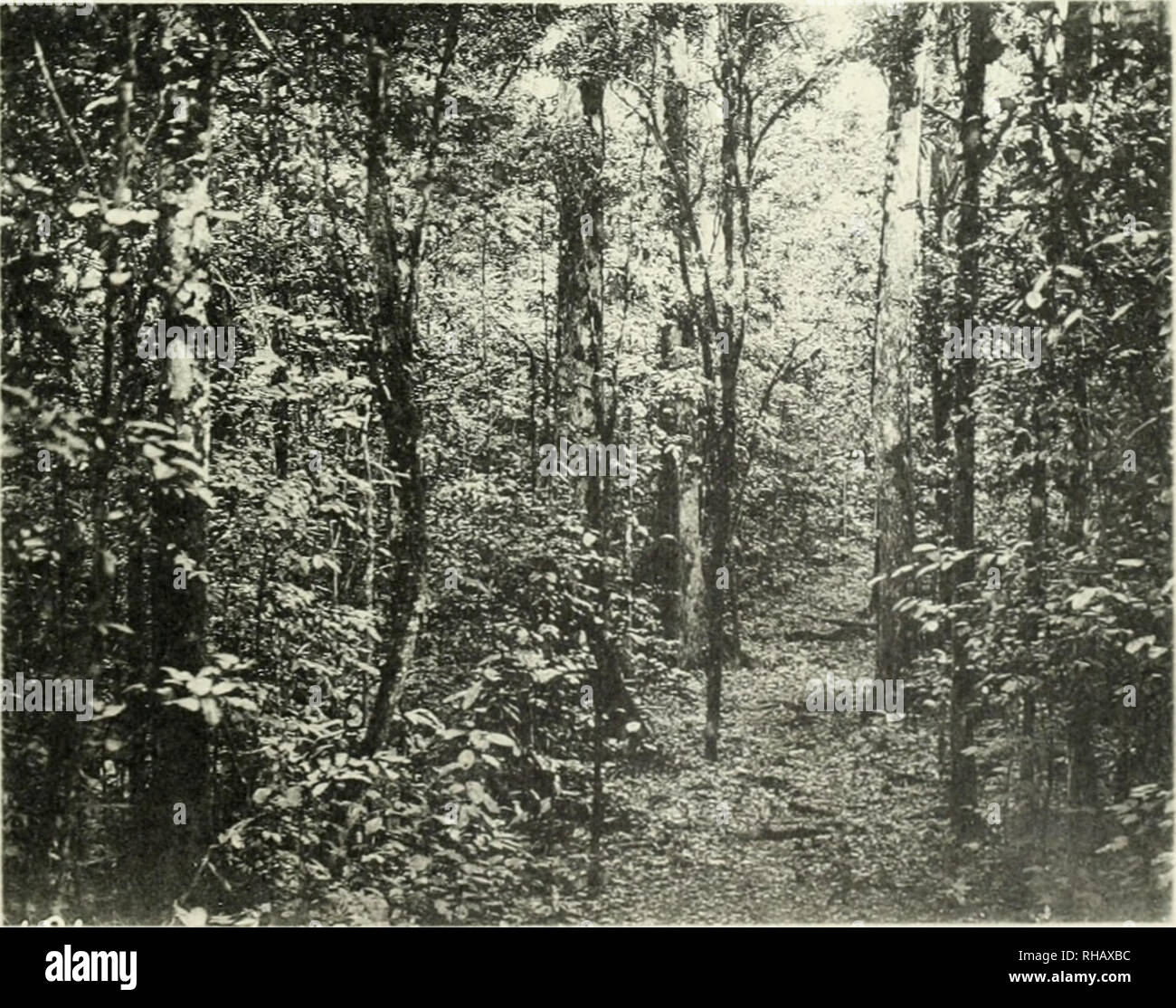 Unterholz im wald hi-res stock photography and images - Alamy