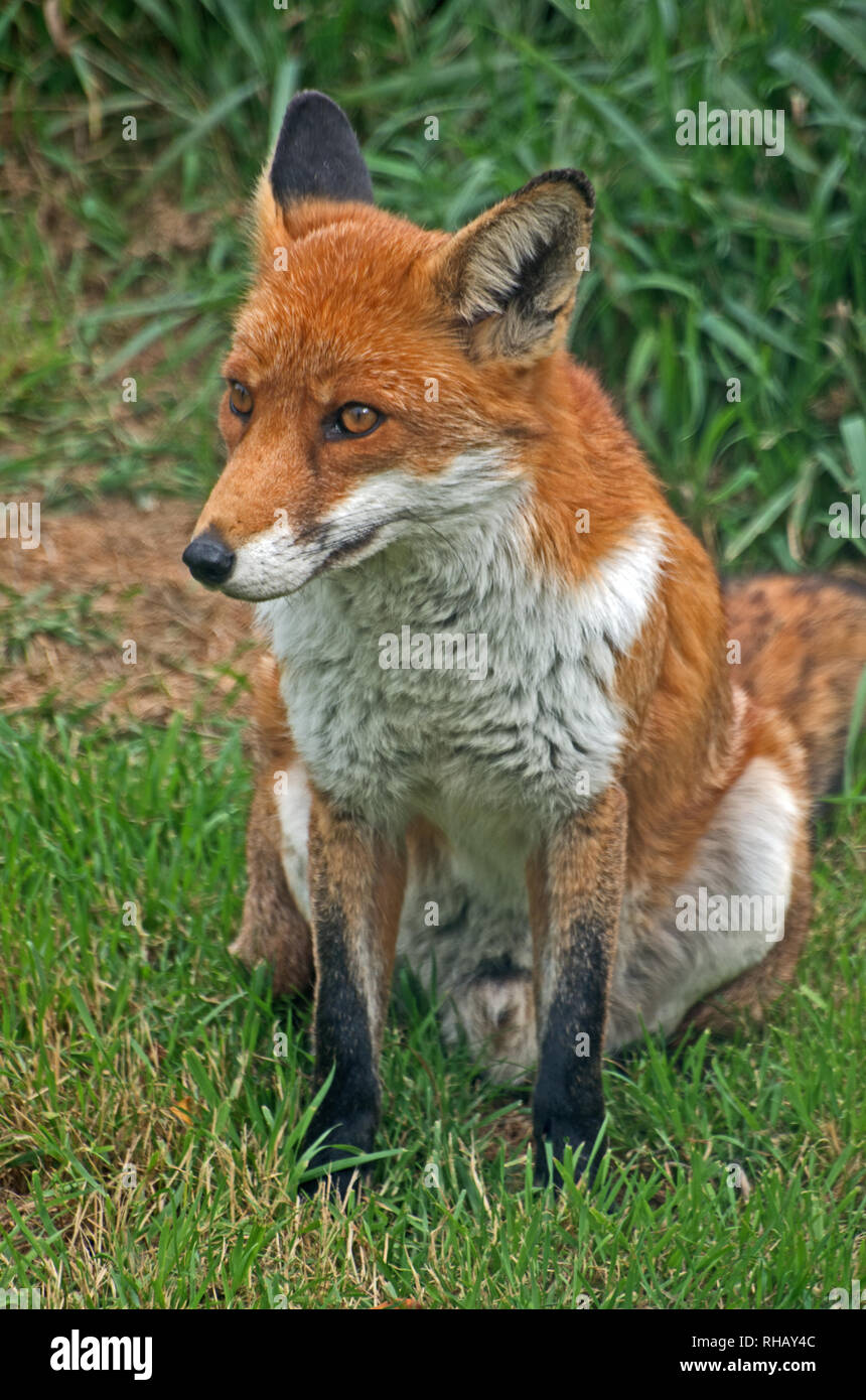 RED FOX Vulpes Vulpes UK Stock Photo - Alamy