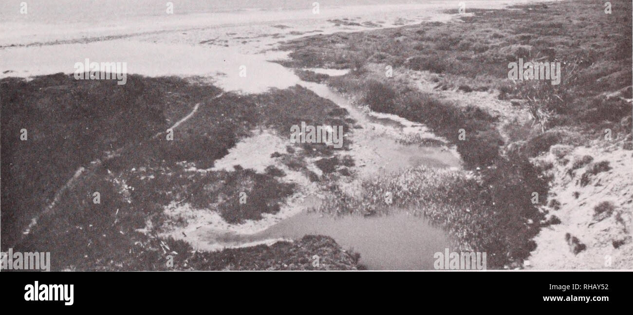 Pickleweed California Stock Photos & Pickleweed California Stock Images ...