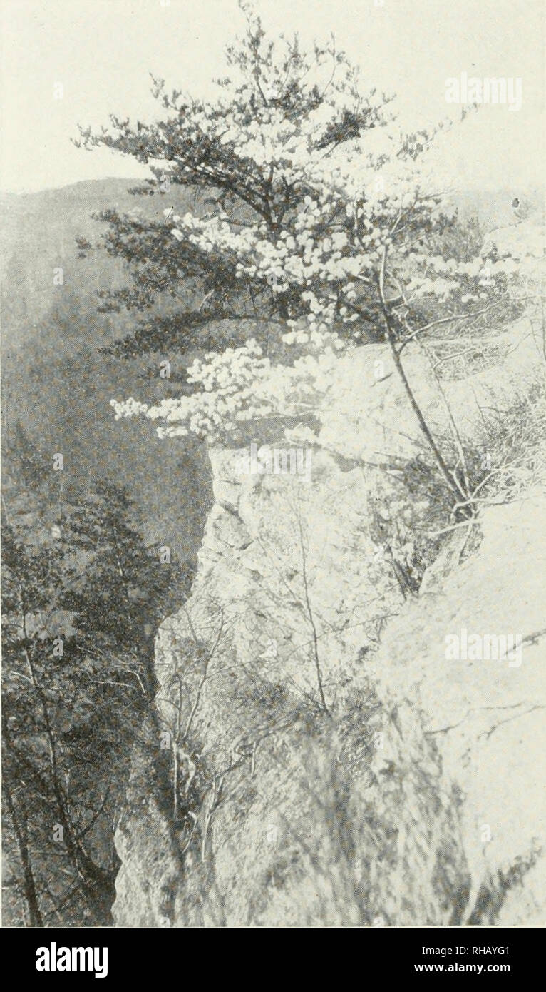 Shad grove hi-res stock photography and images - Alamy