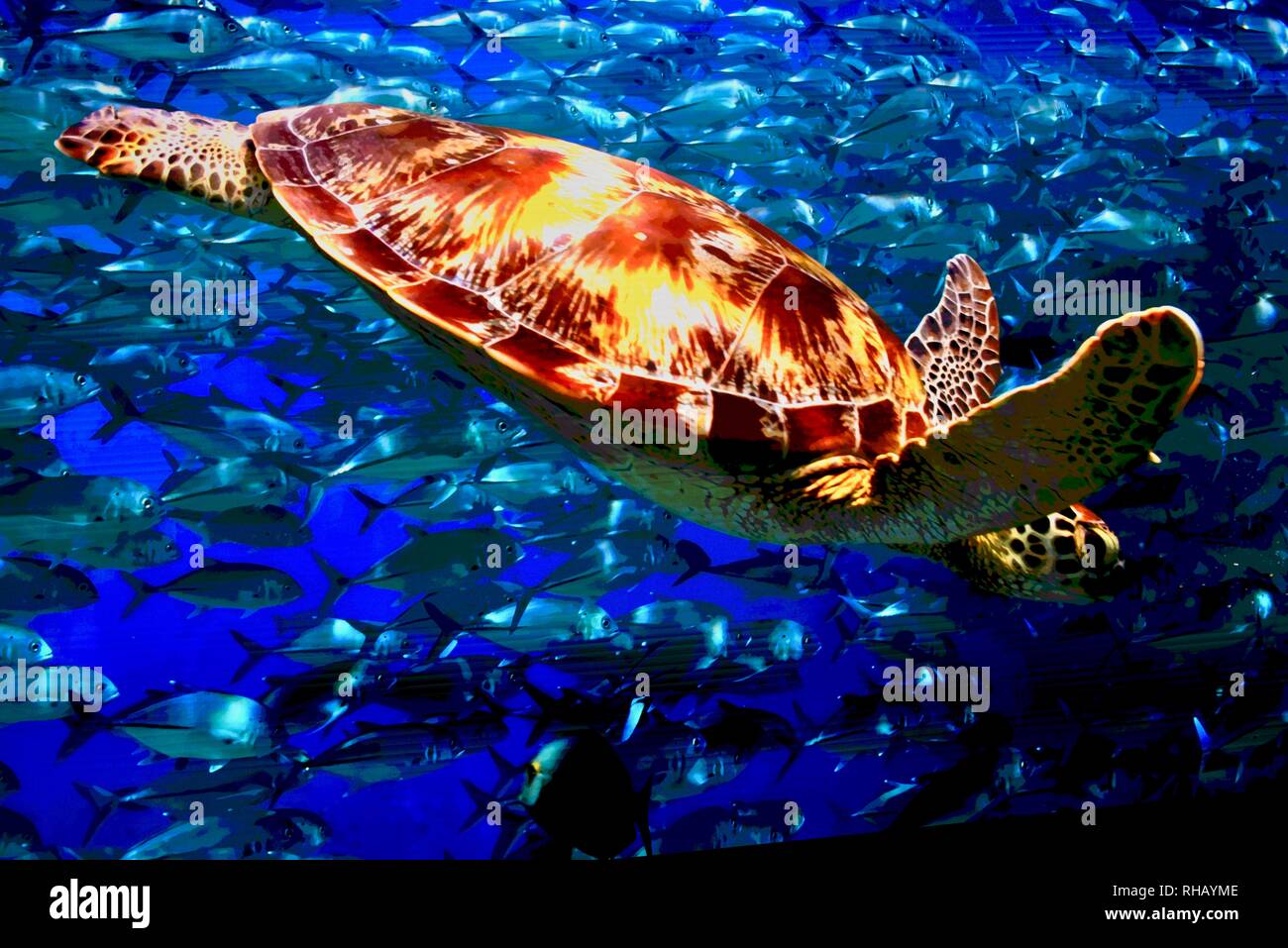 Close up view of sea turtle on Samsung "The Wall" MicroLED TV, exhibit ...