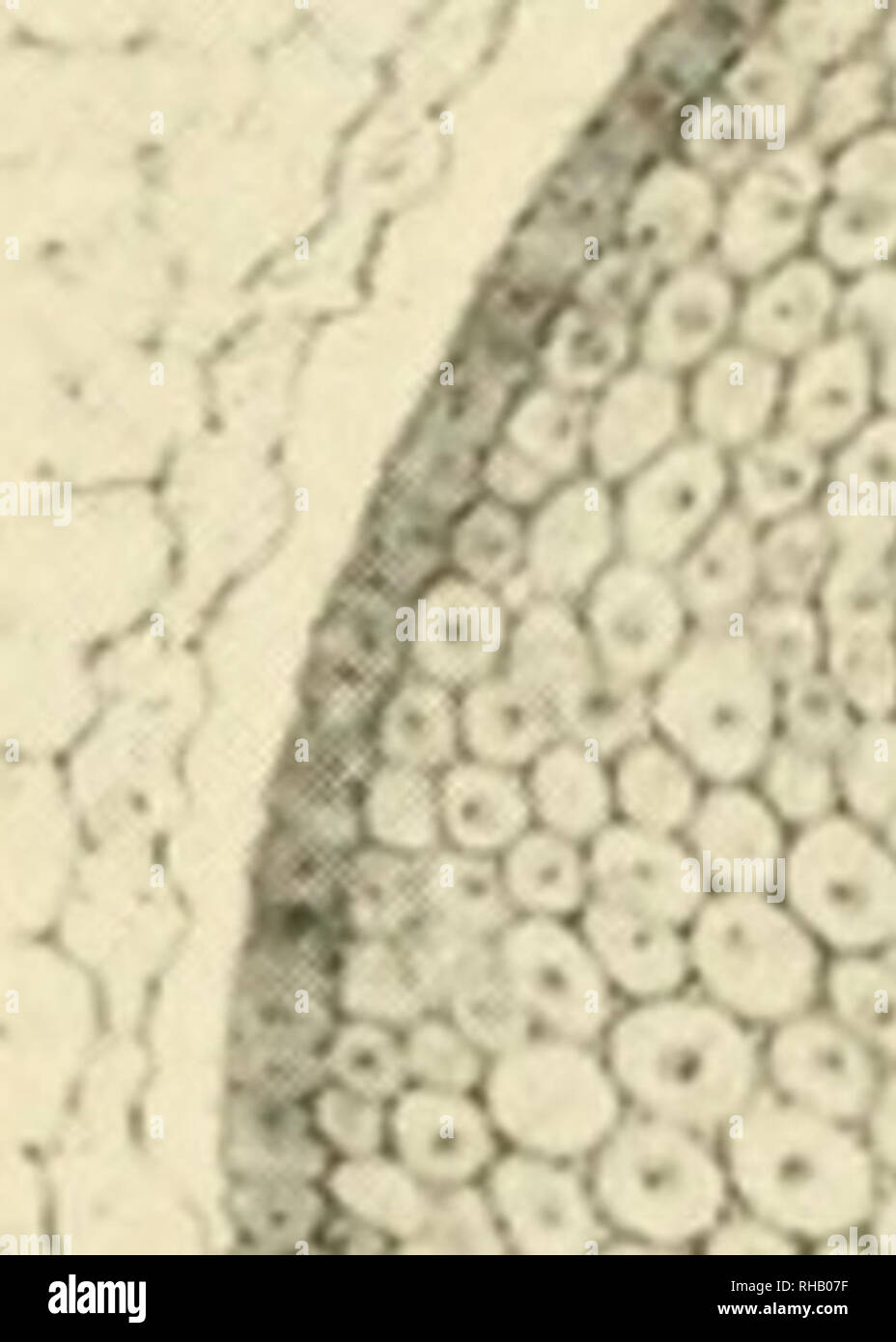 . Botanical microtechnique. Botany -- Anatomy; Botany -- Morphology ...