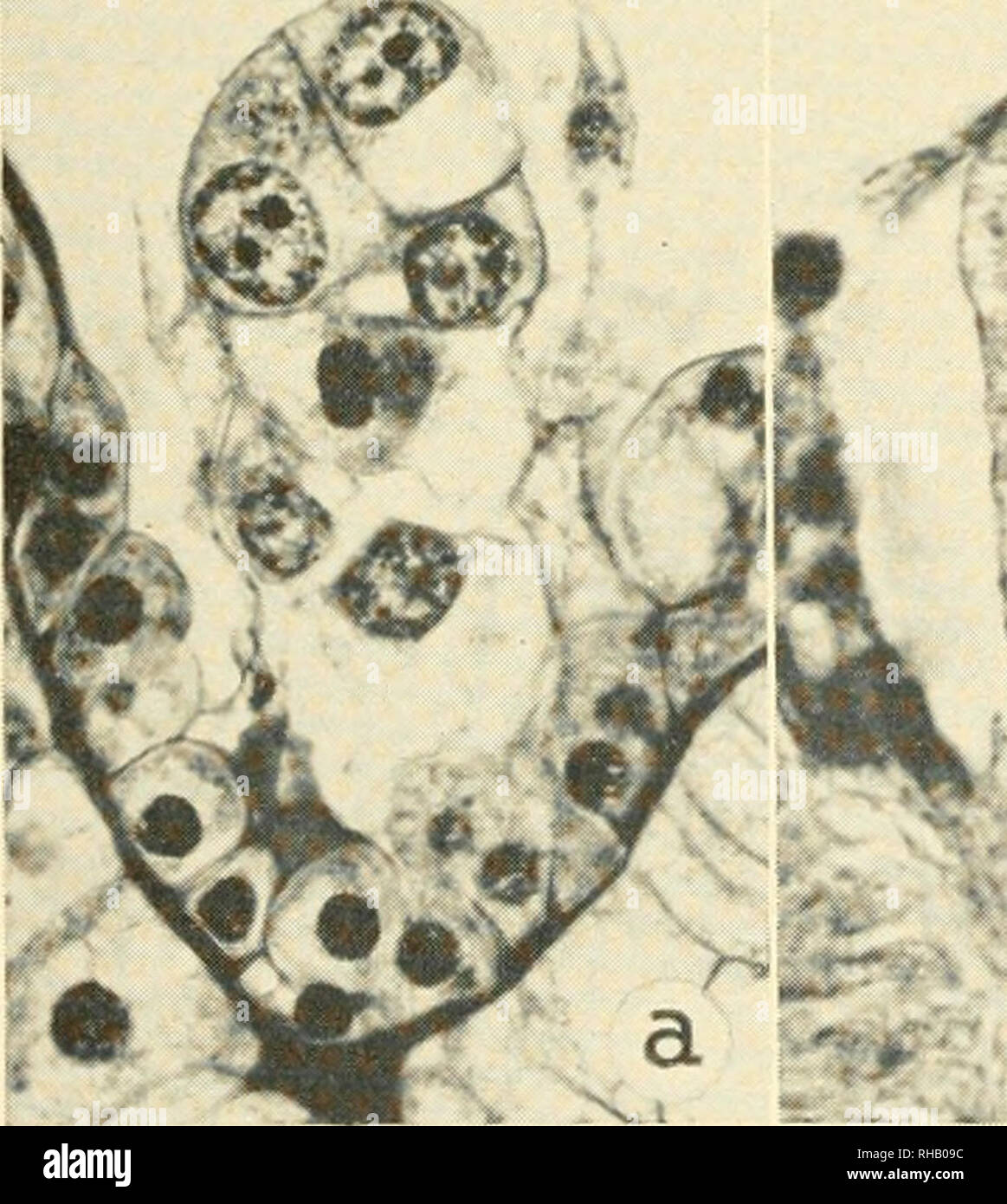 . Botanical microtechnique. Botany -- Anatomy; Botany -- Morphology ...