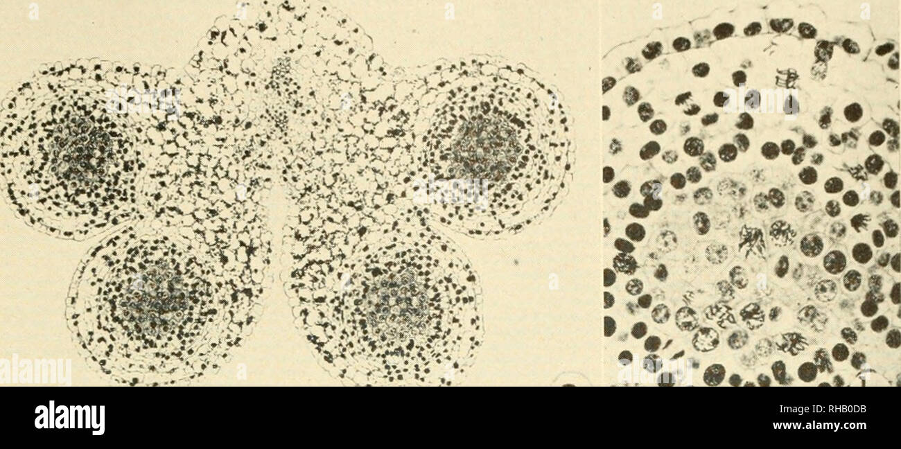 . Botanical microtechnique. Botany -- Anatomy; Botany -- Morphology ...