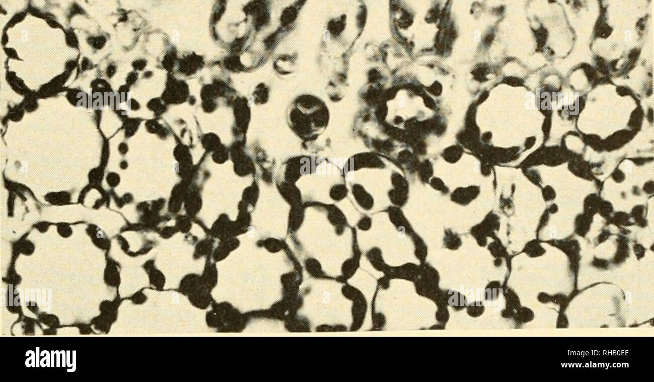 . Botanical microtechnique. Botany -- Anatomy; Botany -- Morphology ...