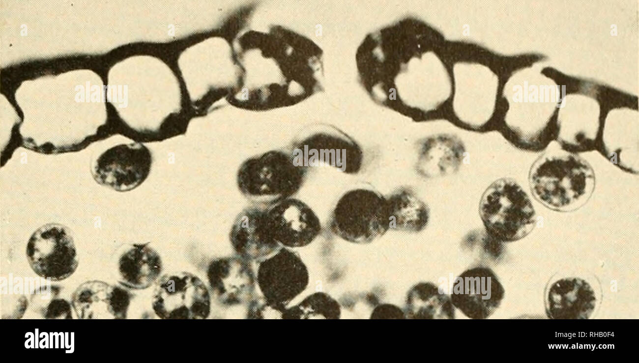 Thallophyta hi-res stock photography and images - Alamy