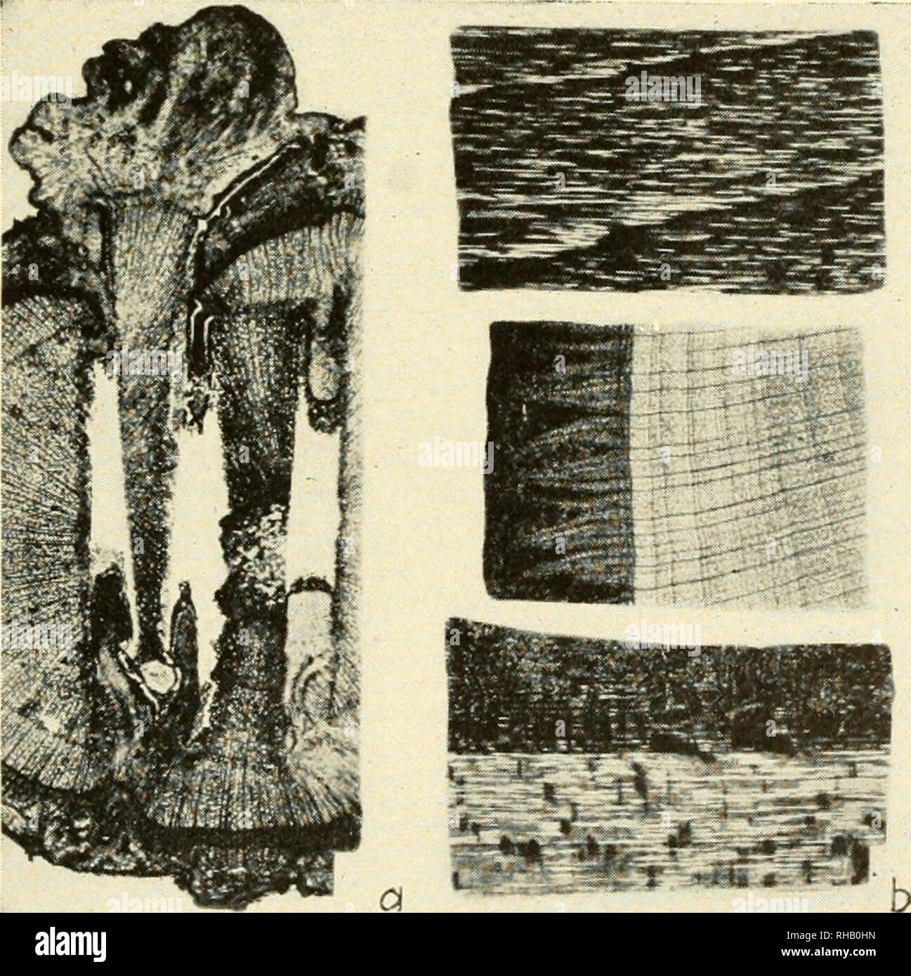 . Botanical microtechnique. Botany -- Anatomy; Botany -- Morphology ...
