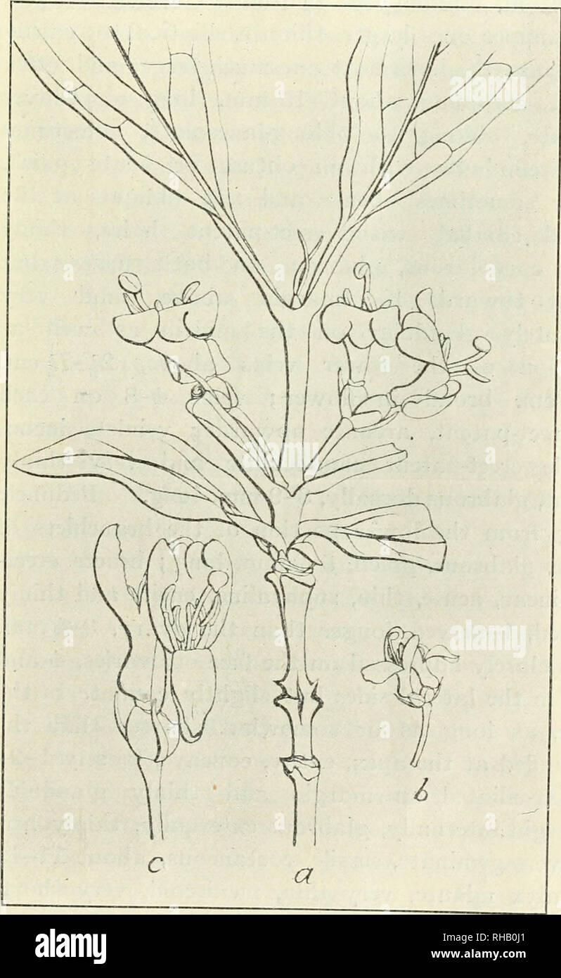 . The Botanical magazine. Plants; Plants -- Japan. July 1912.] T ...