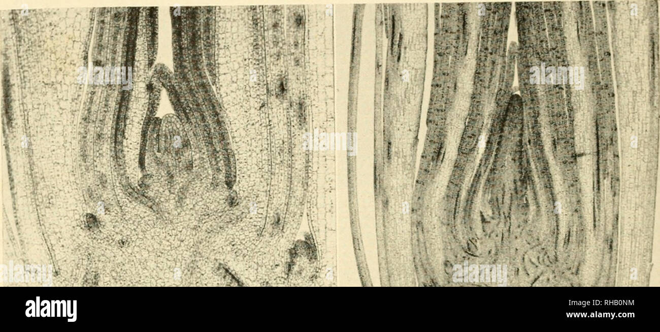 . Botanical microtechnique. Botany -- Anatomy; Botany -- Morphology ...