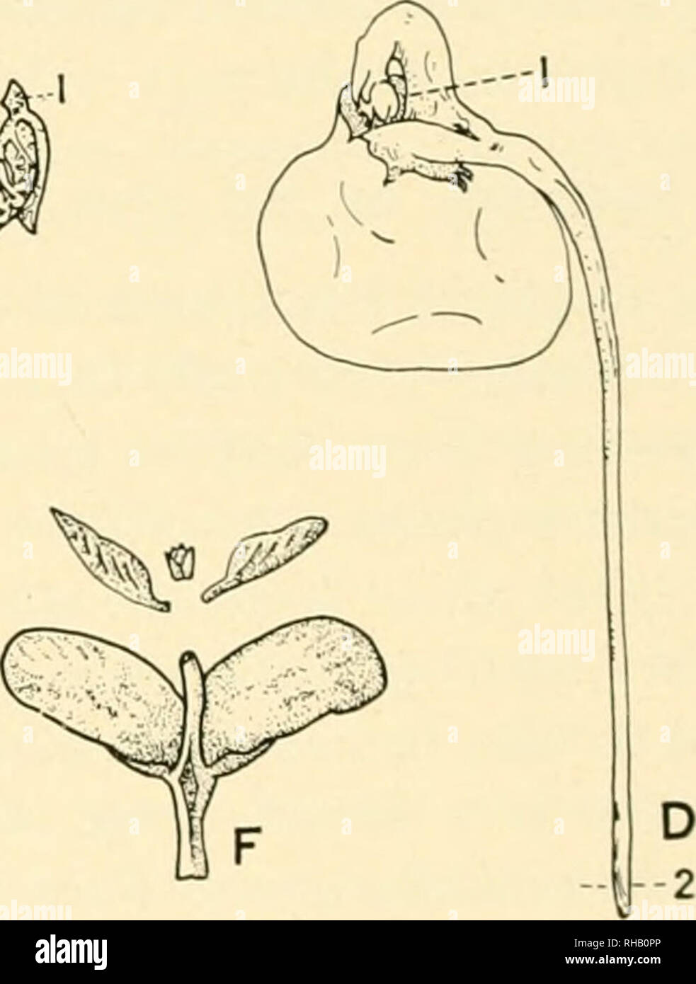 . Botanical microtechnique. Botany -- Anatomy; Botany -- Morphology ...