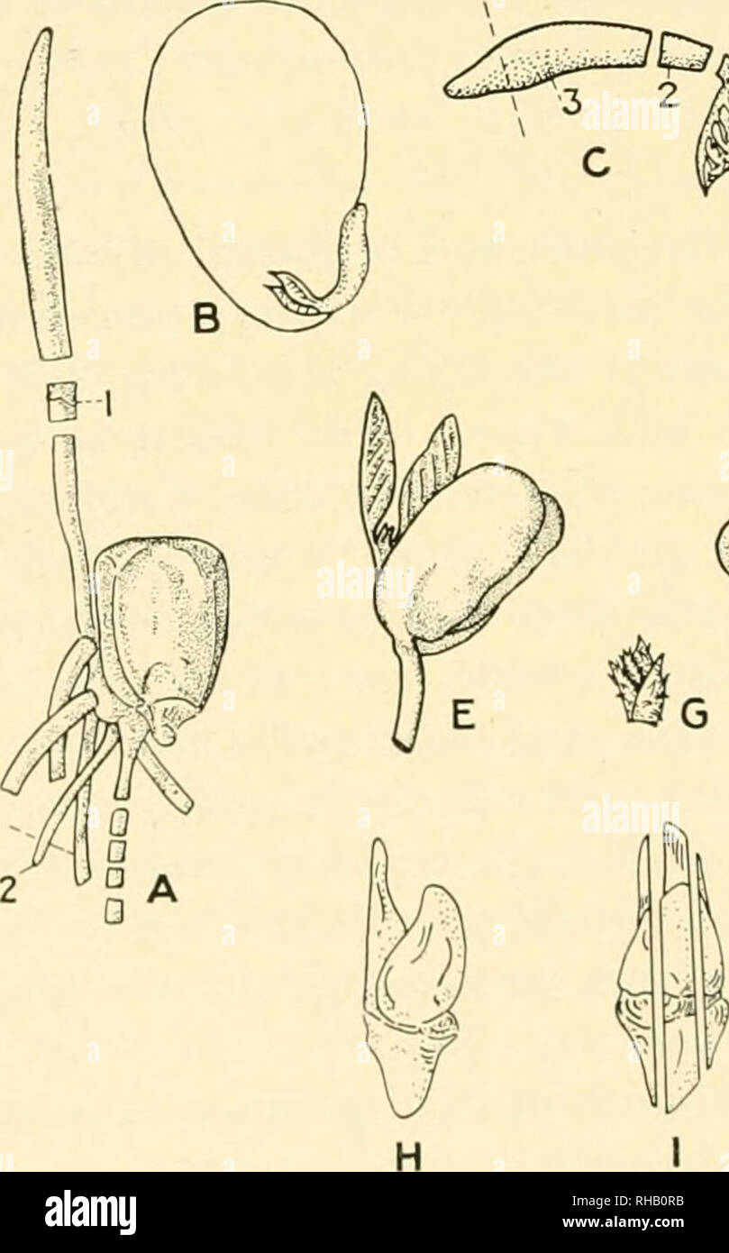 . Botanical microtechnique. Botany -- Anatomy; Botany -- Morphology ...