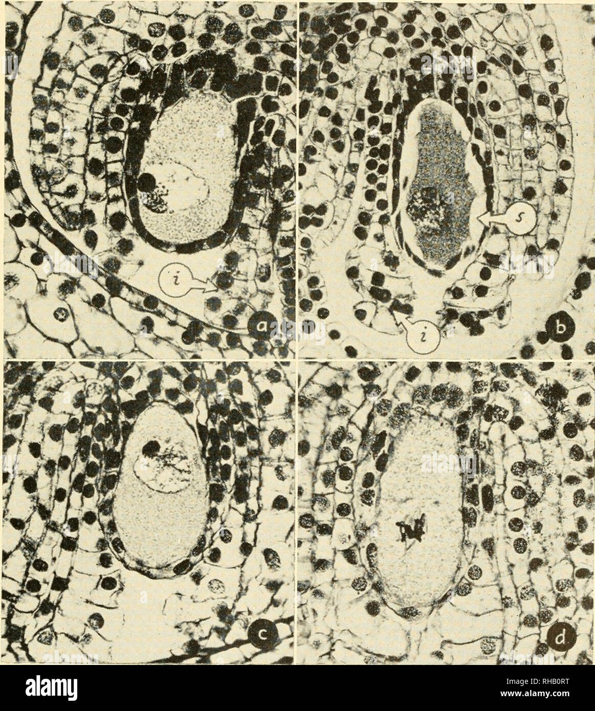. Botanical microtechnique. Botany -- Anatomy; Botany -- Morphology ...