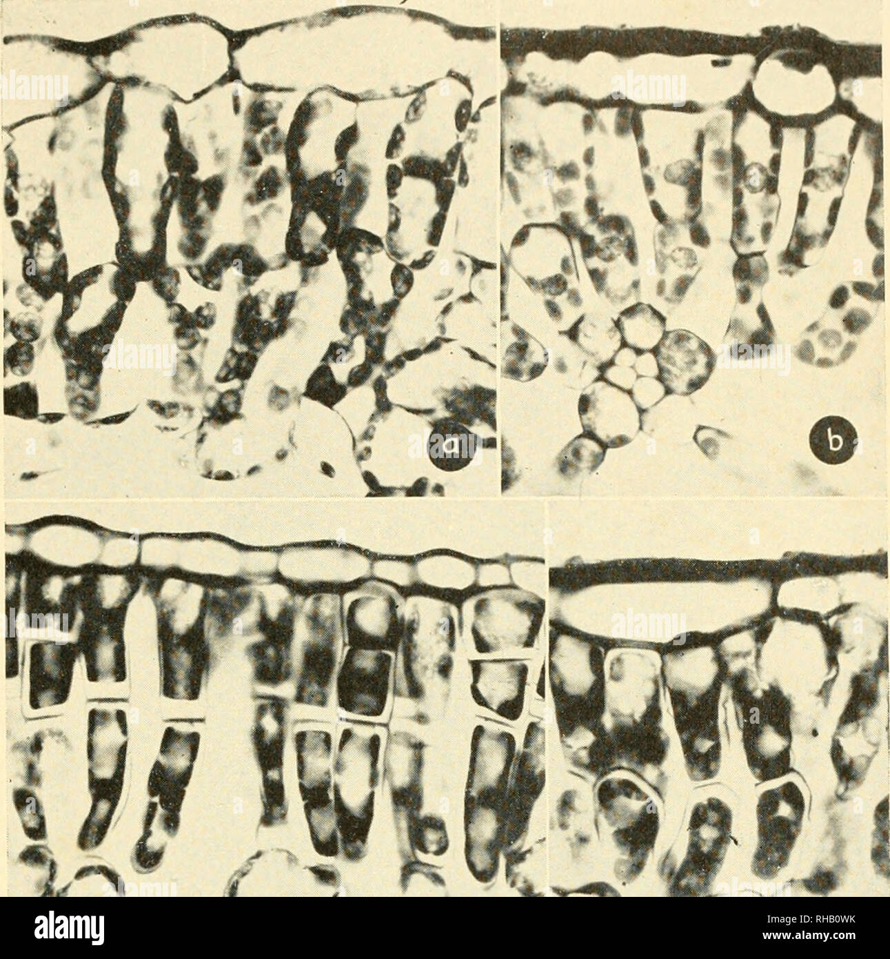 . Botanical microtechnique. Botany -- Anatomy; Botany -- Morphology ...
