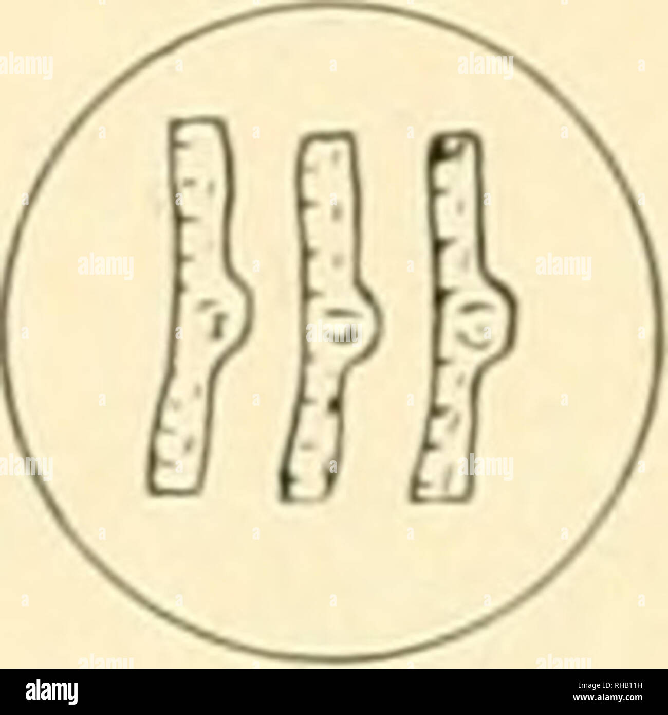 . Botanical microtechnique. Botany -- Anatomy; Botany -- Morphology ...