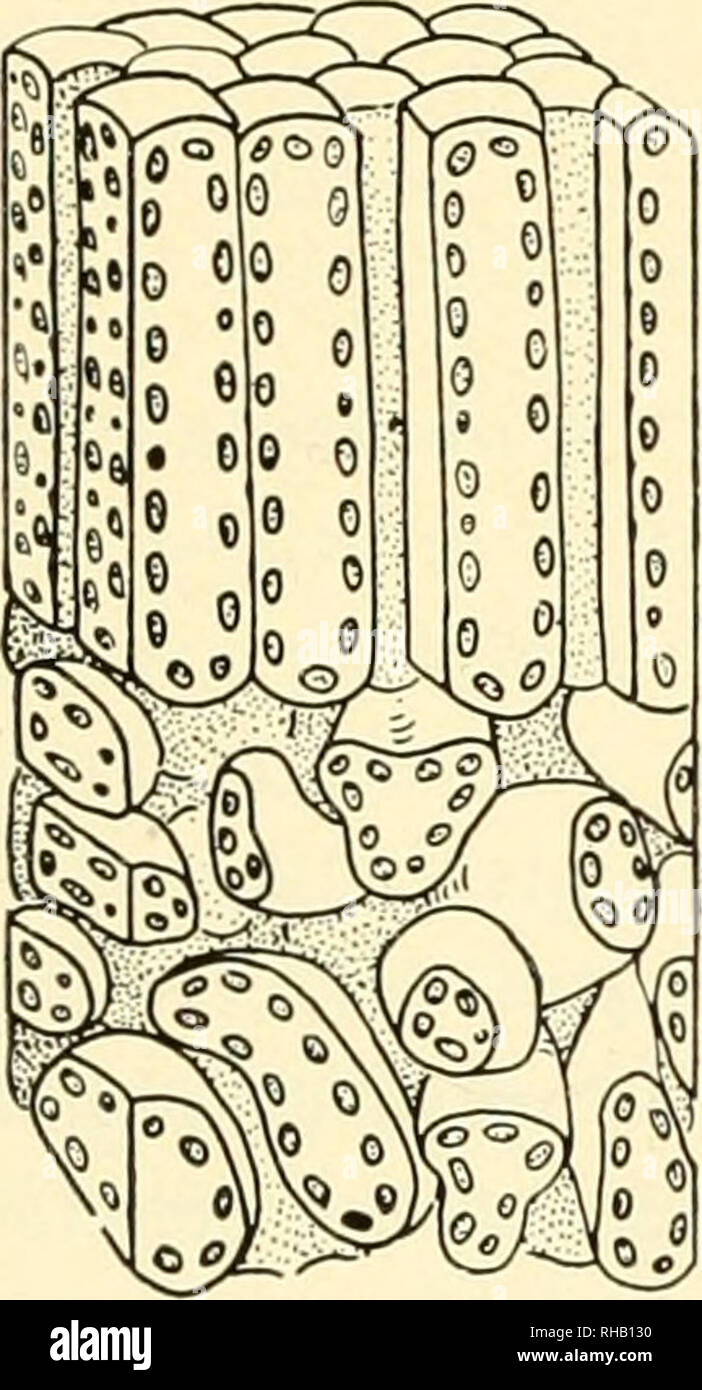 Spongy bodies hi-res stock photography and images - Alamy