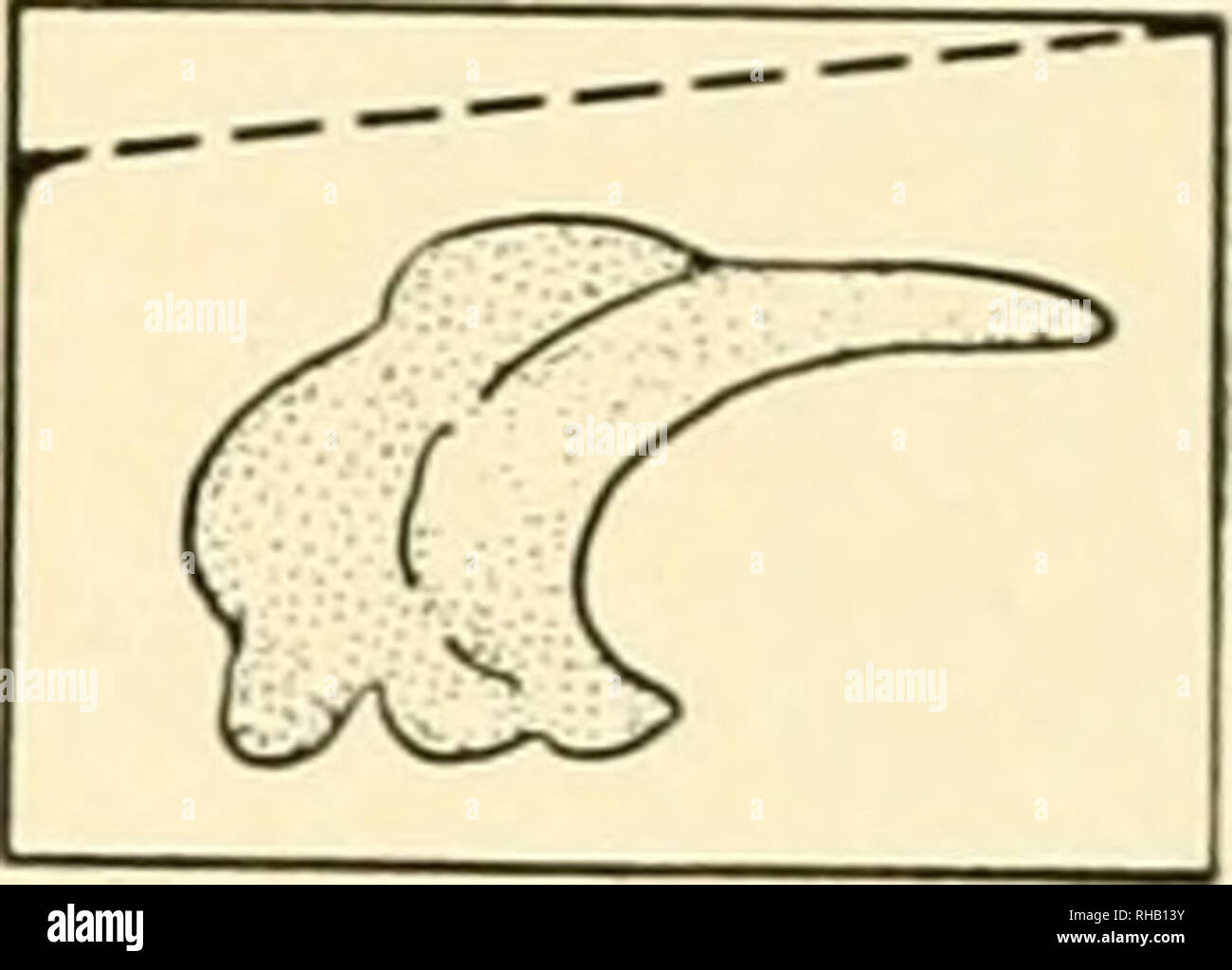 . Botanical microtechnique. Botany -- Anatomy; Botany -- Morphology ...