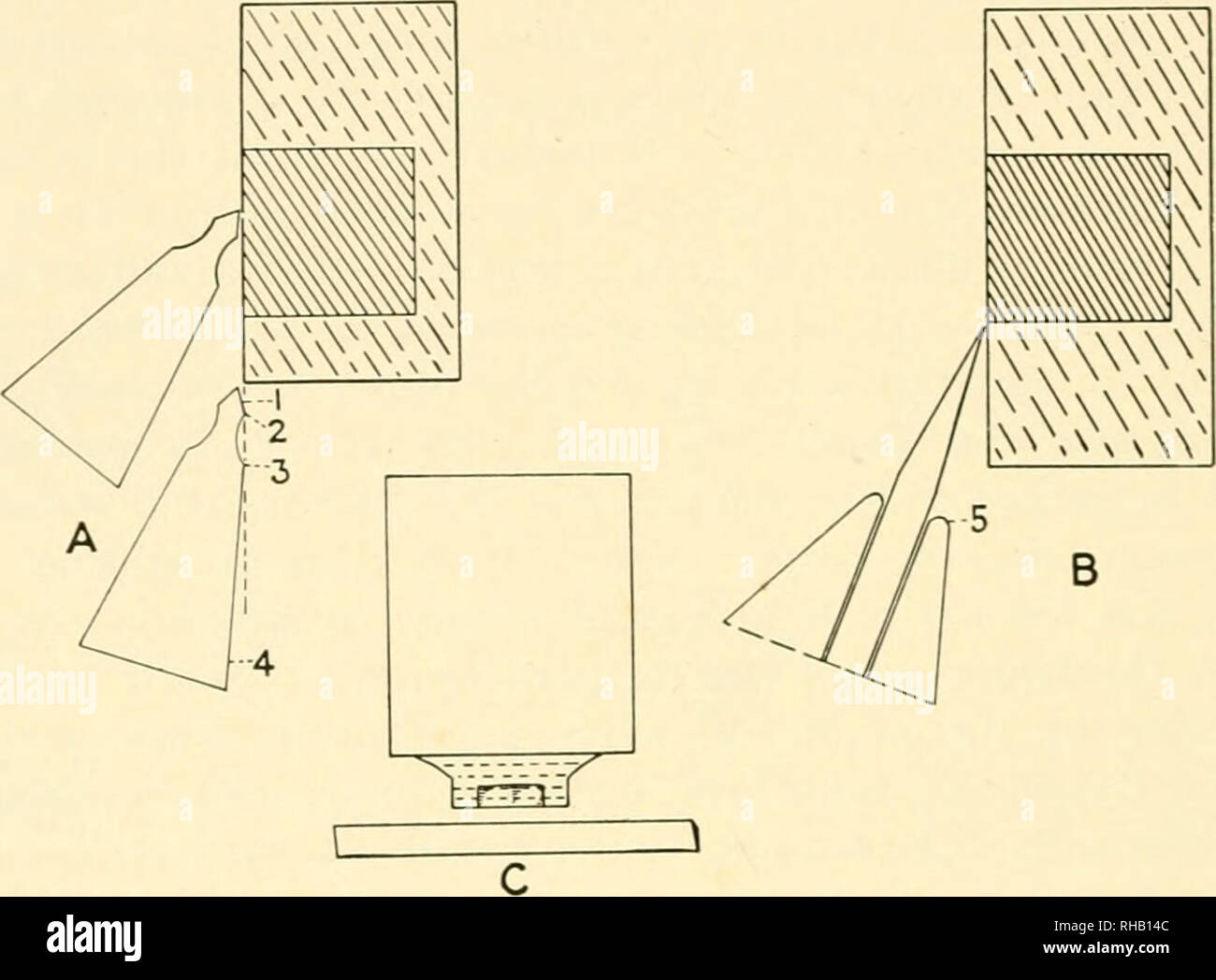 . Botanical microtechnique. Botany -- Anatomy; Botany -- Morphology ...