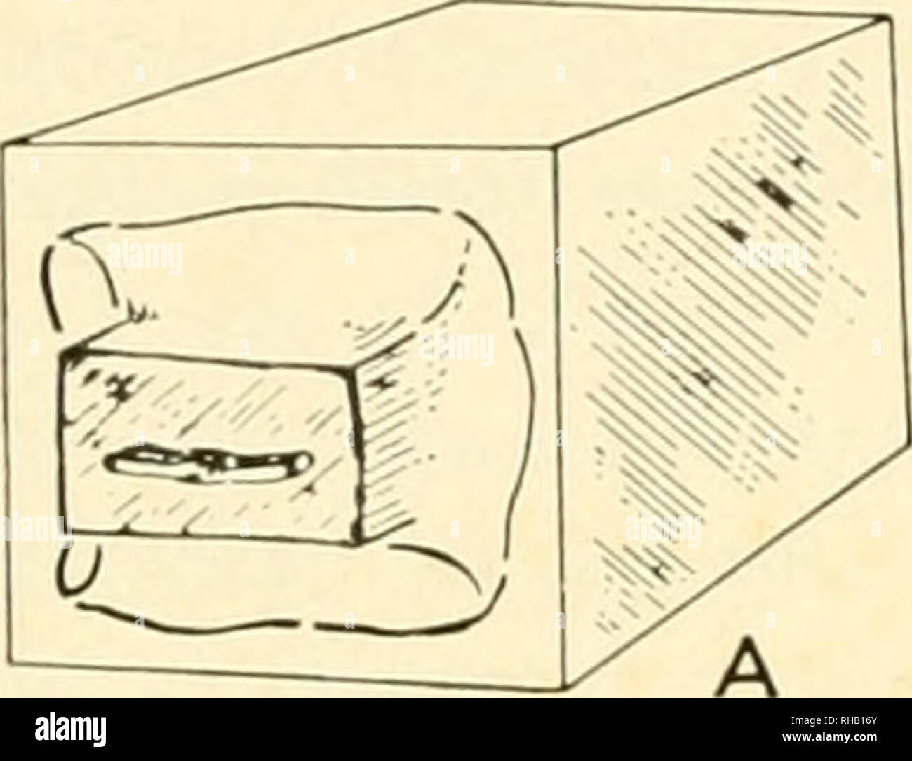 . Botanical microtechnique. Botany -- Anatomy; Botany -- Morphology ...