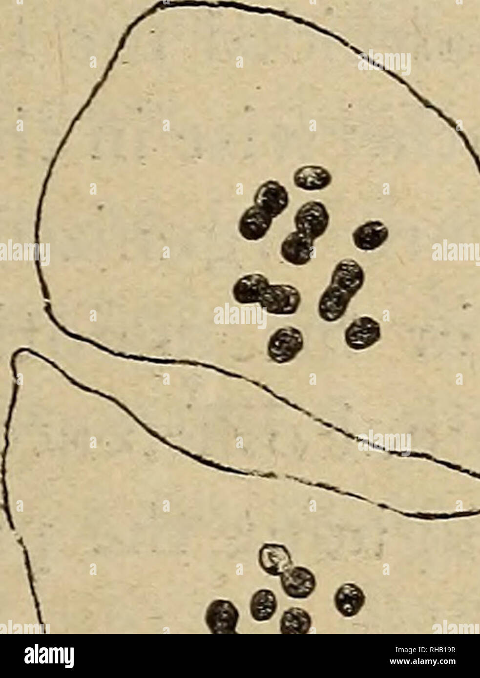 . The botanical magazine = Shokubutsugaku zasshi. Plants; Botany. Text ...