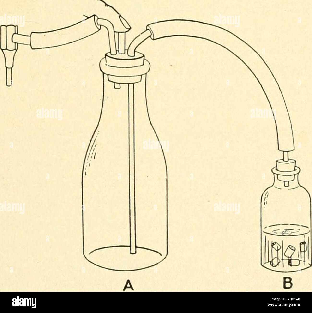 . Botanical microtechnique. Botany -- Anatomy; Botany -- Morphology ...
