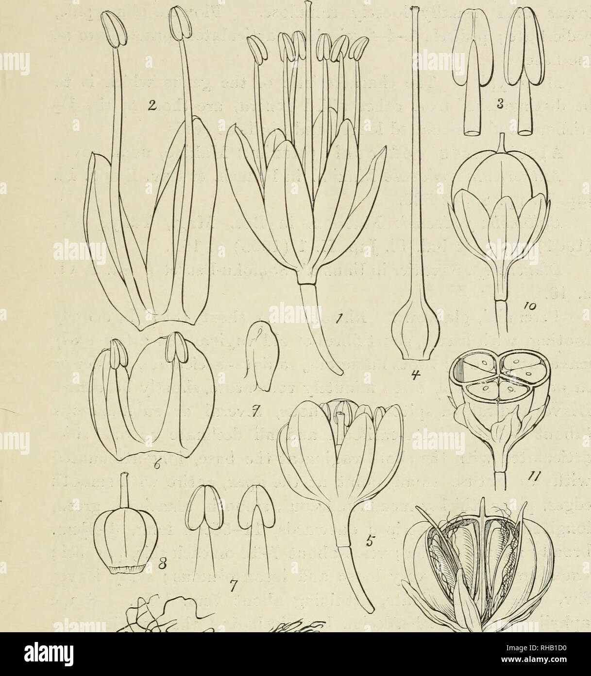 . The Botanical magazine. Plants; Plants -- Japan. Aleciorurus yedomsis ...