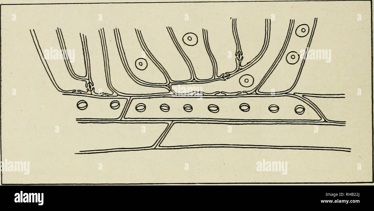 Tracheary elements hi-res stock photography and images - Alamy