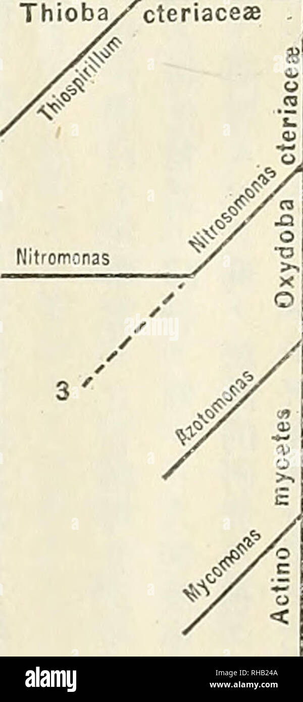 Nitrosomonas hi-res stock photography and images - Alamy