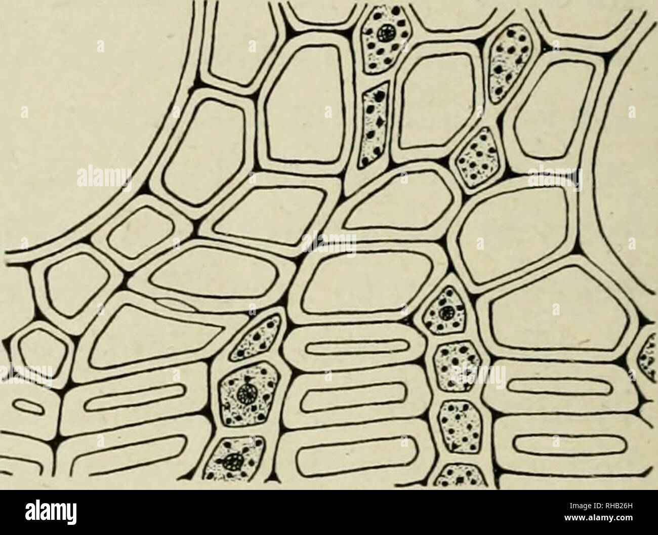 . Botanical gazette. Plants. iSSSnX Fig. 4. Fig. s Figs. 4-5.—Fig. 4 ...