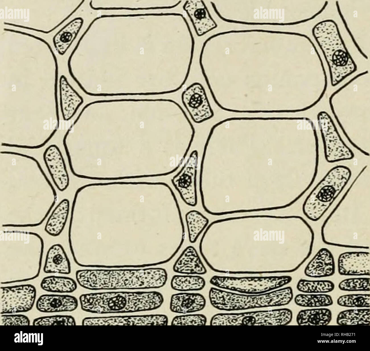 Multiseriate rays hi-res stock photography and images - Alamy