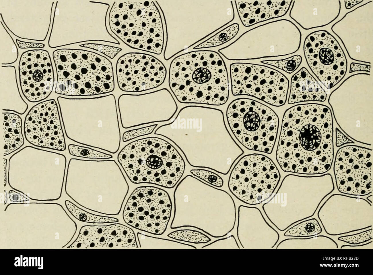 . Botanical gazette. Plants. 452 BOTANICAL GAZETTE [DECEMBER in ...