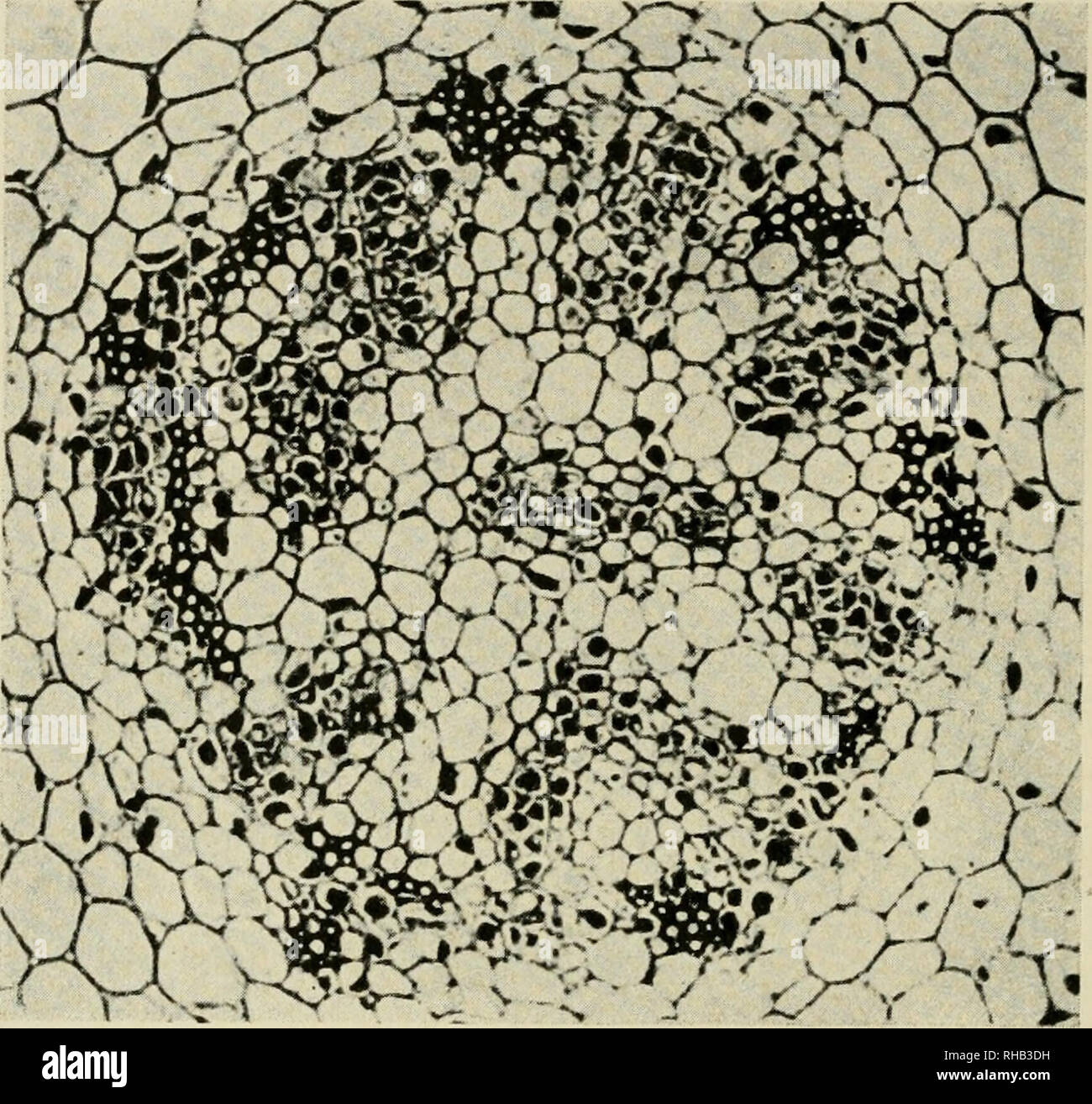 Transverse sections plants hi-res stock photography and images - Alamy