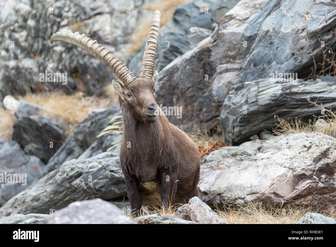 Alpine ibex in rocky regions under snowfall (Capra Ibex Stock Photo - Alamy