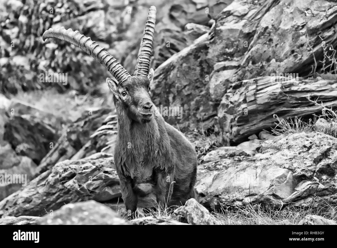 Capra alpine ibex Black and White Stock Photos & Images - Alamy