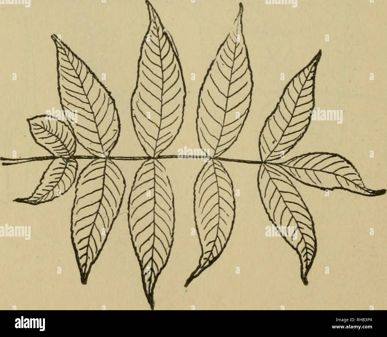 70 foot tall tree hi-res stock photography and images - Alamy