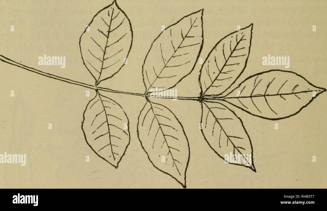 Indian ash tree leaf hi-res stock photography and images - Alamy