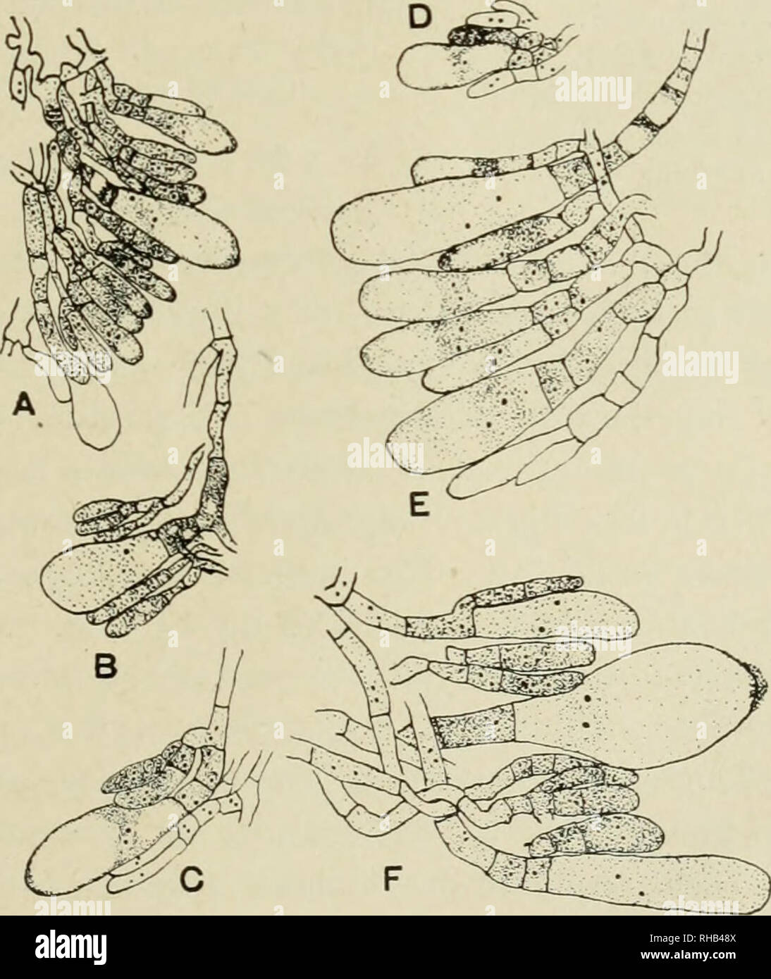 Basidia Microscope