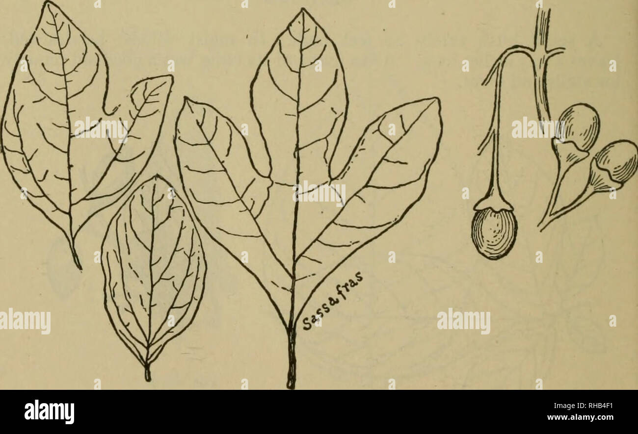 Ague tree hi-res stock photography and images - Alamy