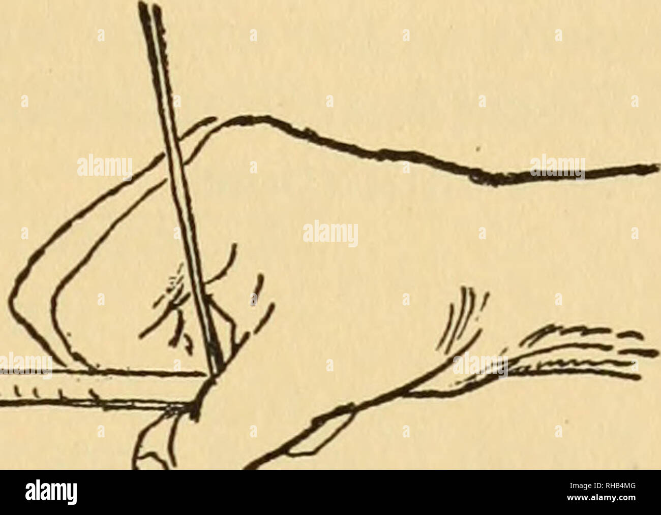 Indian arrow wound hi-res stock photography and images - Alamy