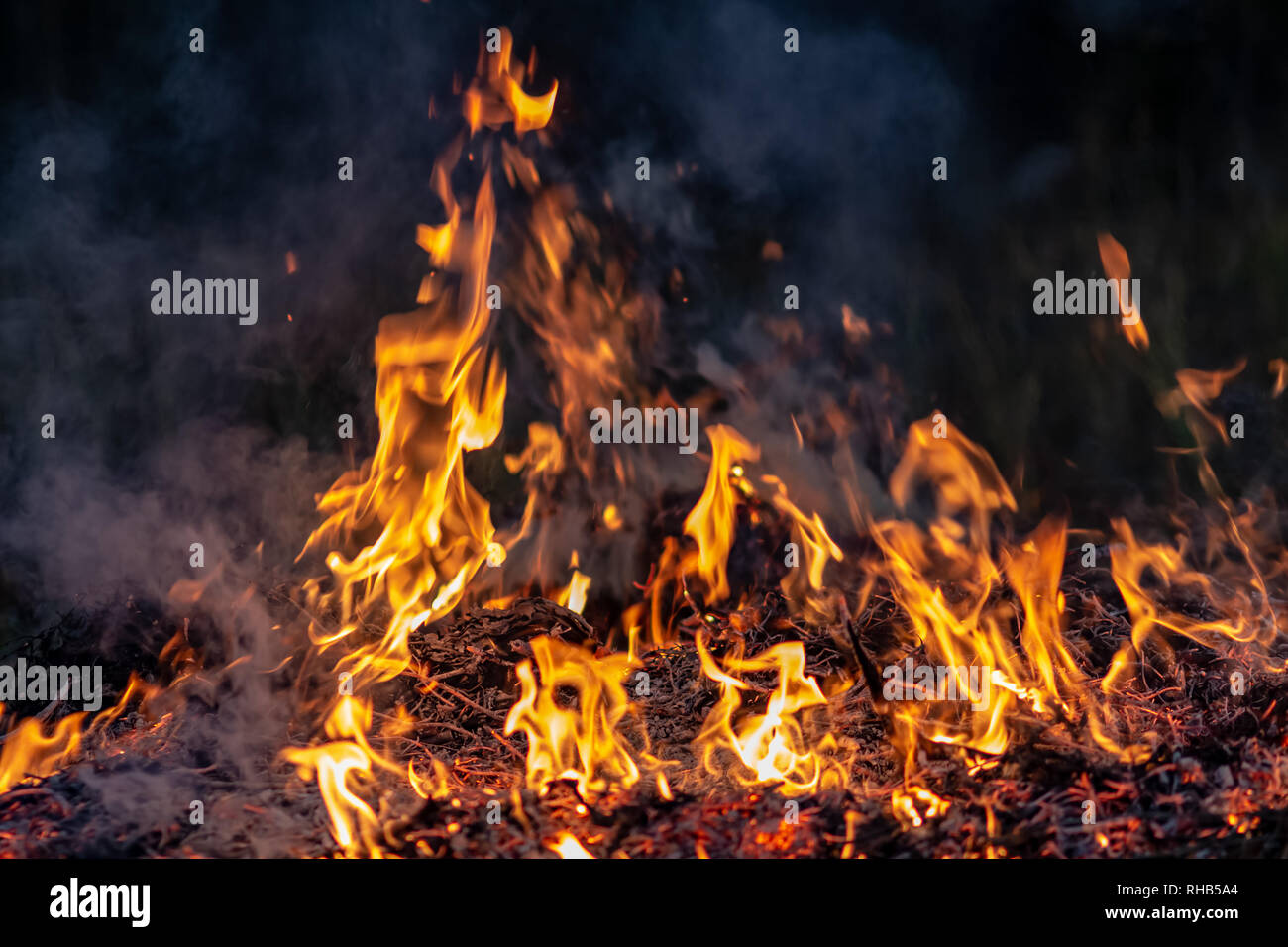 Smoke tree ‘flame’ hi-res stock photography and images - Alamy