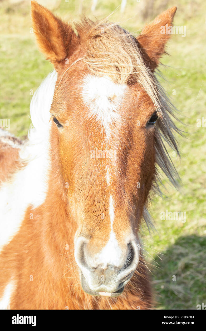 Beautiful red horse with a long blonde mane in a spring field. Posing ...