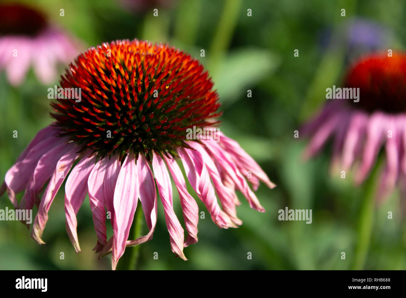 Coneflower plant hi-res stock photography and images - Alamy