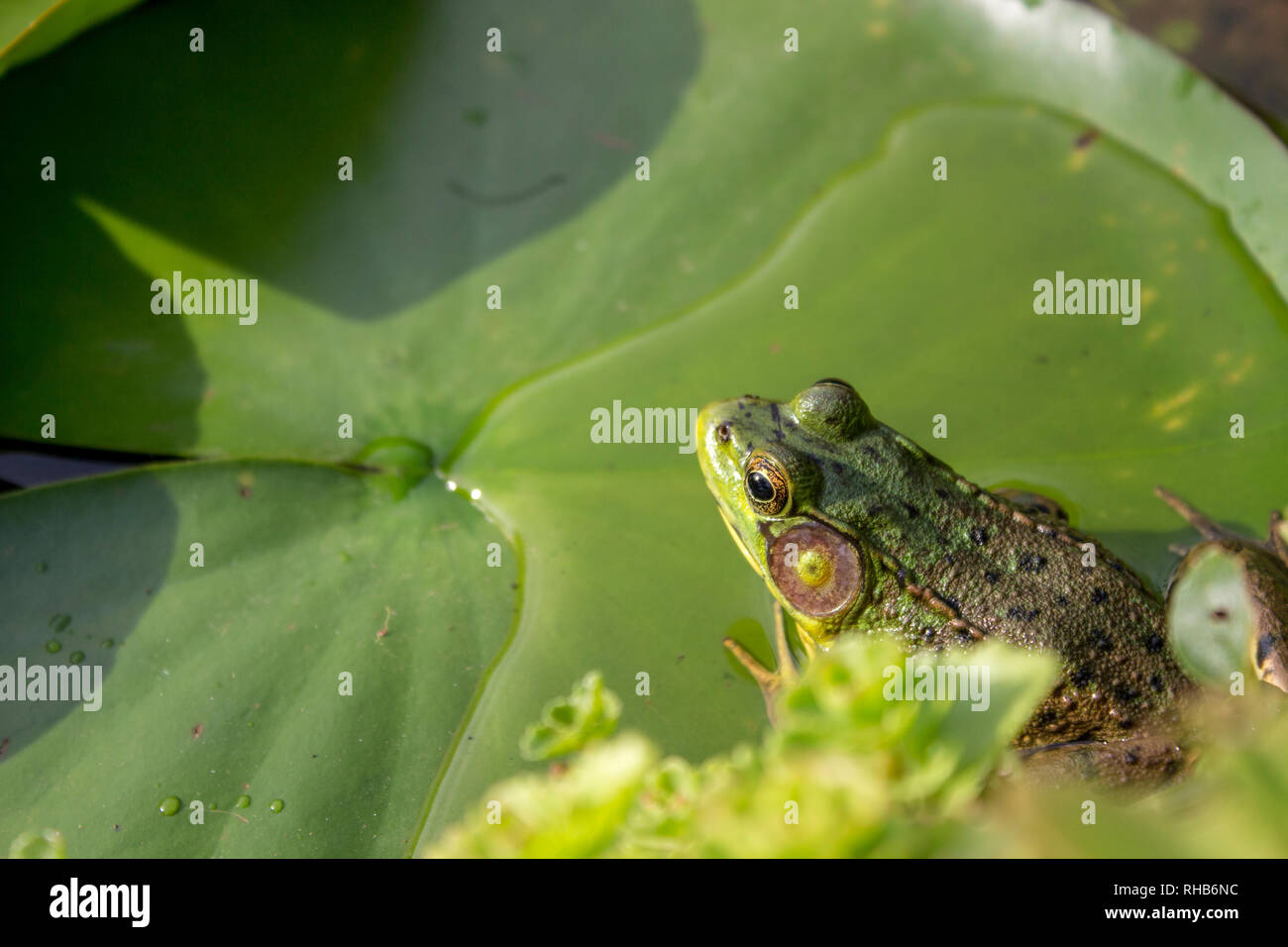 Frogs on lily pads hi-res stock photography and images - Alamy